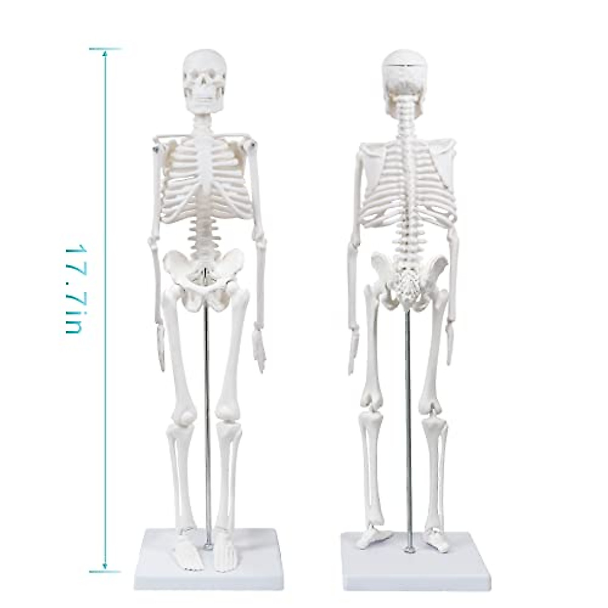 Aliwovo Skeleton Model Anatomy Mini Human Anatomical Skeleton Medical Education Study 17.7&quot;Model with Colorful Manual and Exquisite Packaging