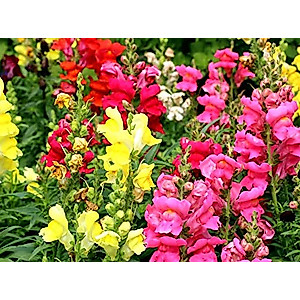 Multicolor Tall Snapdragon Seed Mix 1000+ Seeds for Planting Non-GMO