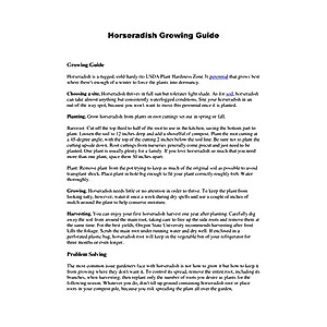 1 Lb. Horseradish Root. Great for Fall Planting! Make Tasty Sauces and Enjoy All Its Health Benefits! Sold by Weight, so You May Receive One Large Root, or Several Small Ones, Depending on Harvest.