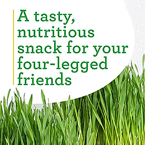 Bonnie Plants Pet Grass Live Edible Plant - 4 Pack, Pet Friendly, Great For Dogs & Cats, Perfect For Indoors