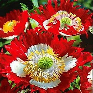 Outsidepride Papaver Somniferum Poppy Danish Flag Garden Flowers - 5000 Seeds