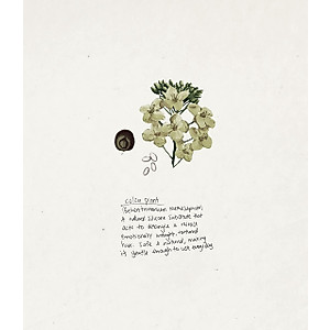 Triumph & Disaster | Conditioner, Moisturizing, Hydrating & Detangling Hair Conditioner with Keratin for Dry, Damaged Hair for Men & Women, 19.22 fl oz