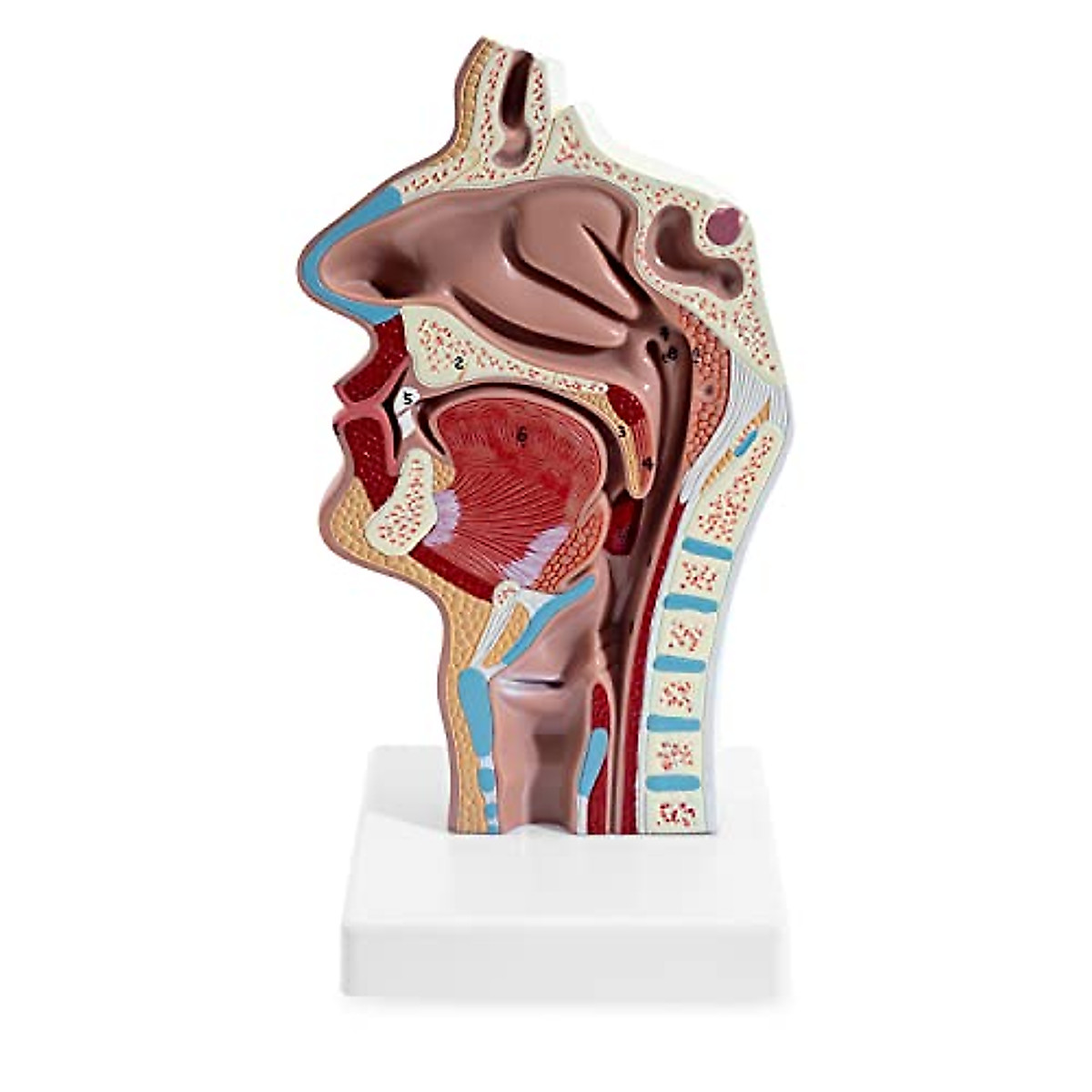 Winyousk Human Anatomical Nasal Cavity Throat Model,Pathological Anatomical Model of Human Nasal Cavity and Throat, Model for Classroom Teaching Medical Students to Learn Medical Research