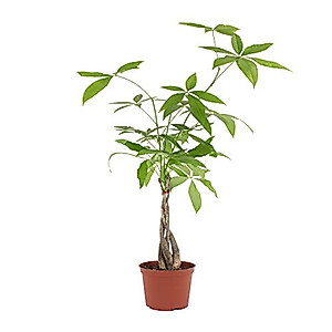 Shop Succulents | Standing Collection | Hand Selected, Air Purifying Live Pachira Aquatica Money Indoor House Plant in 4" Grow Pot, 6 INCH, Mix