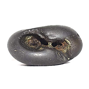 Rudrakshguru Laxmi Narasimha Shaligram