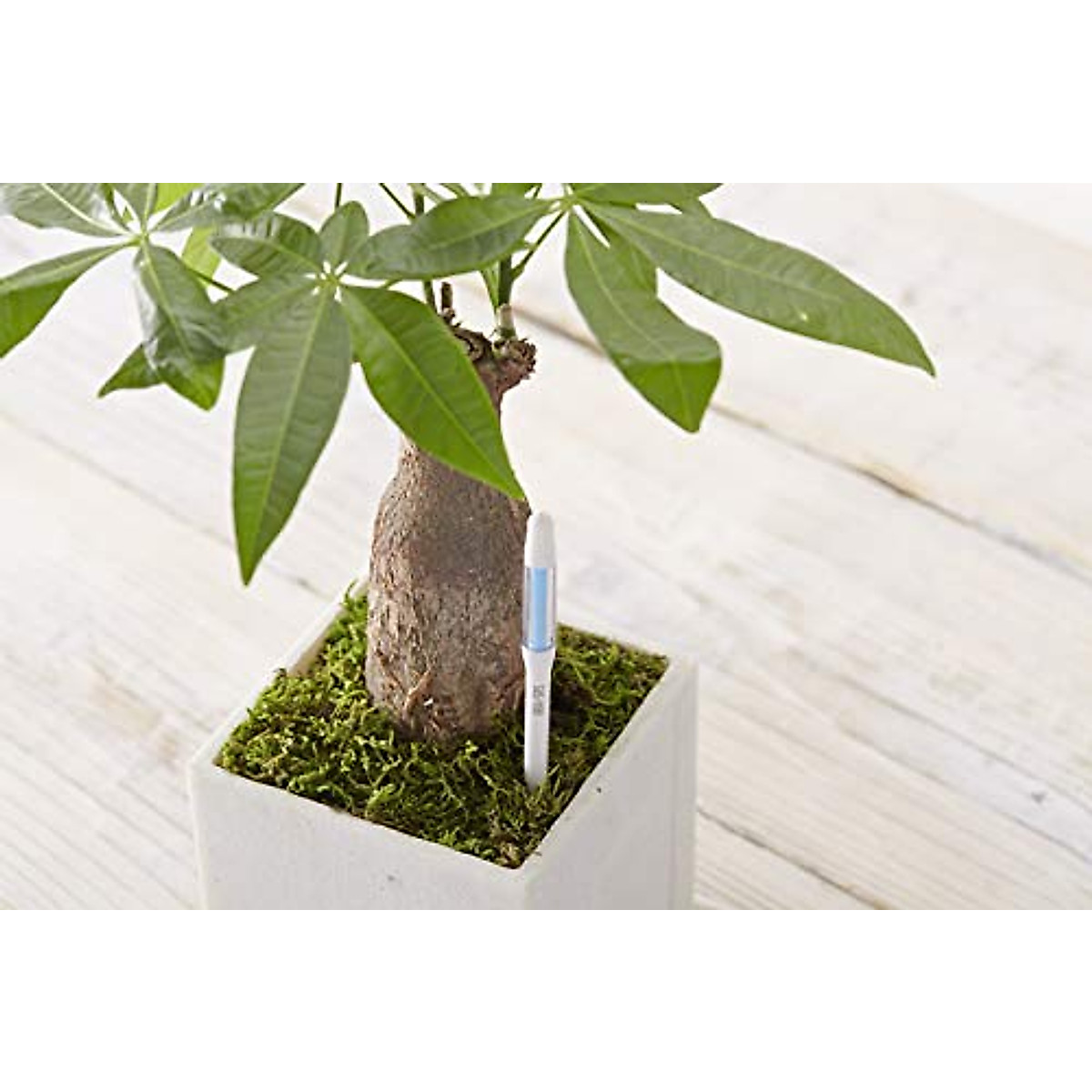 Sustee Aquameter, Set of 5, Plant Soil Moisture Sensor (Green, Small)