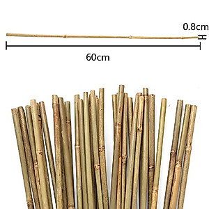 Pllieay 25 Pieces Bamboo Stakes Garden Stakes for Indoor and Outdoor Gardening Plant Supports, 2 Feet