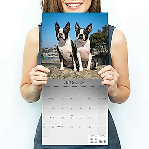 2023 2024 Boston Terrier Calendar - Dog Breed Monthly Wall Calendar - 12 x 24 Open - Thick No-Bleed Paper - Giftable - Academic Teacher's Planner Calendar Organizing & Planning - Made in USA