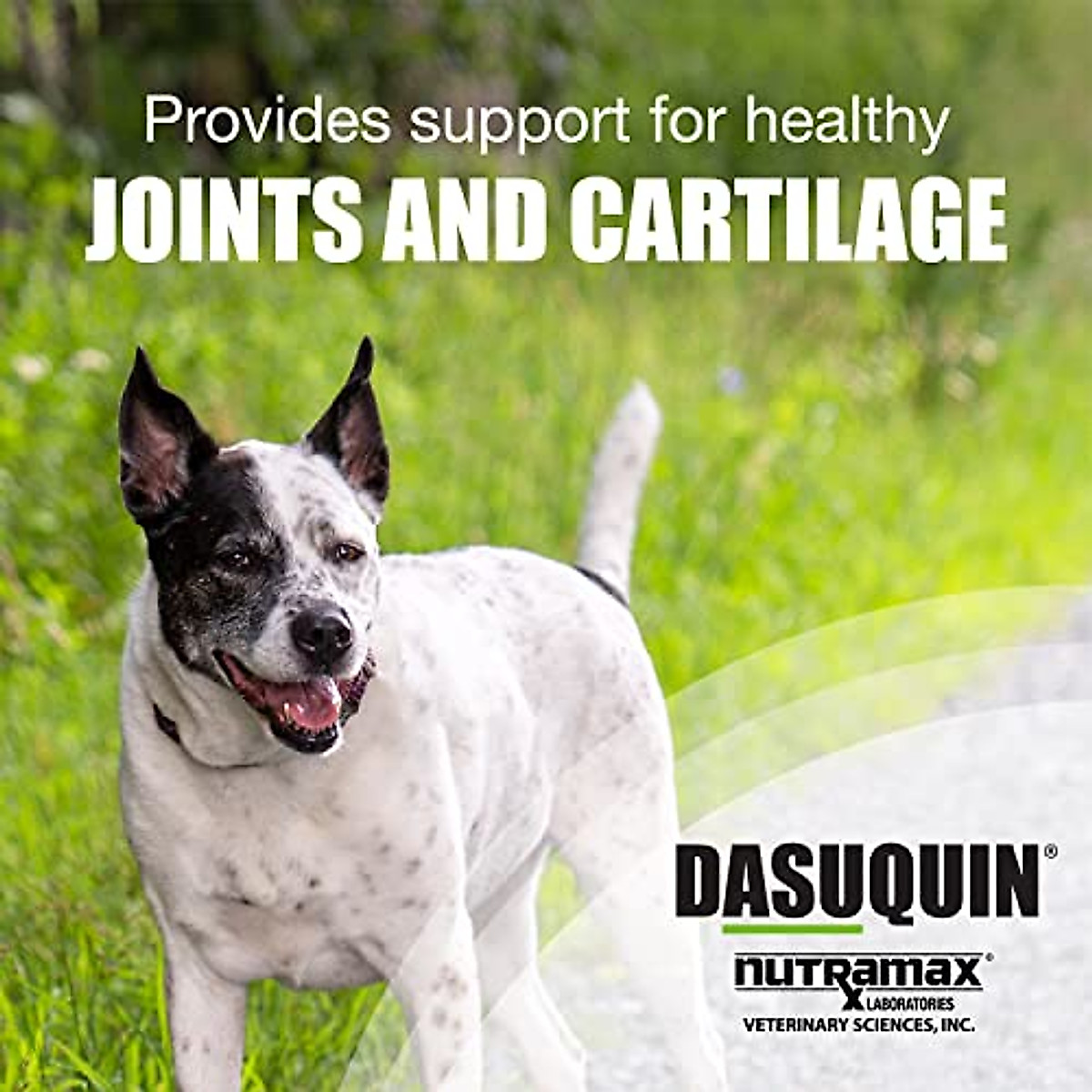 Nutramax Dasuquin Joint Health Supplement for Large Dogs - With Glucosamine, Chondroitin, ASU, Boswellia Serrata Extract, and Green Tea Extract, 84 Chewable Tablets