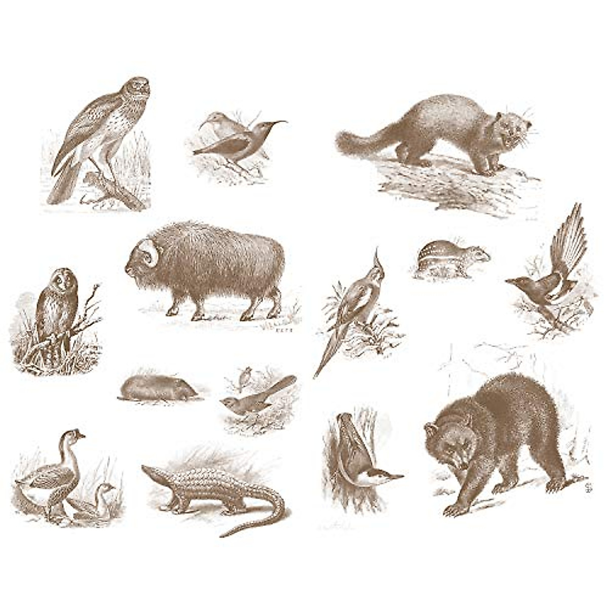 Wild Animals I Have Known