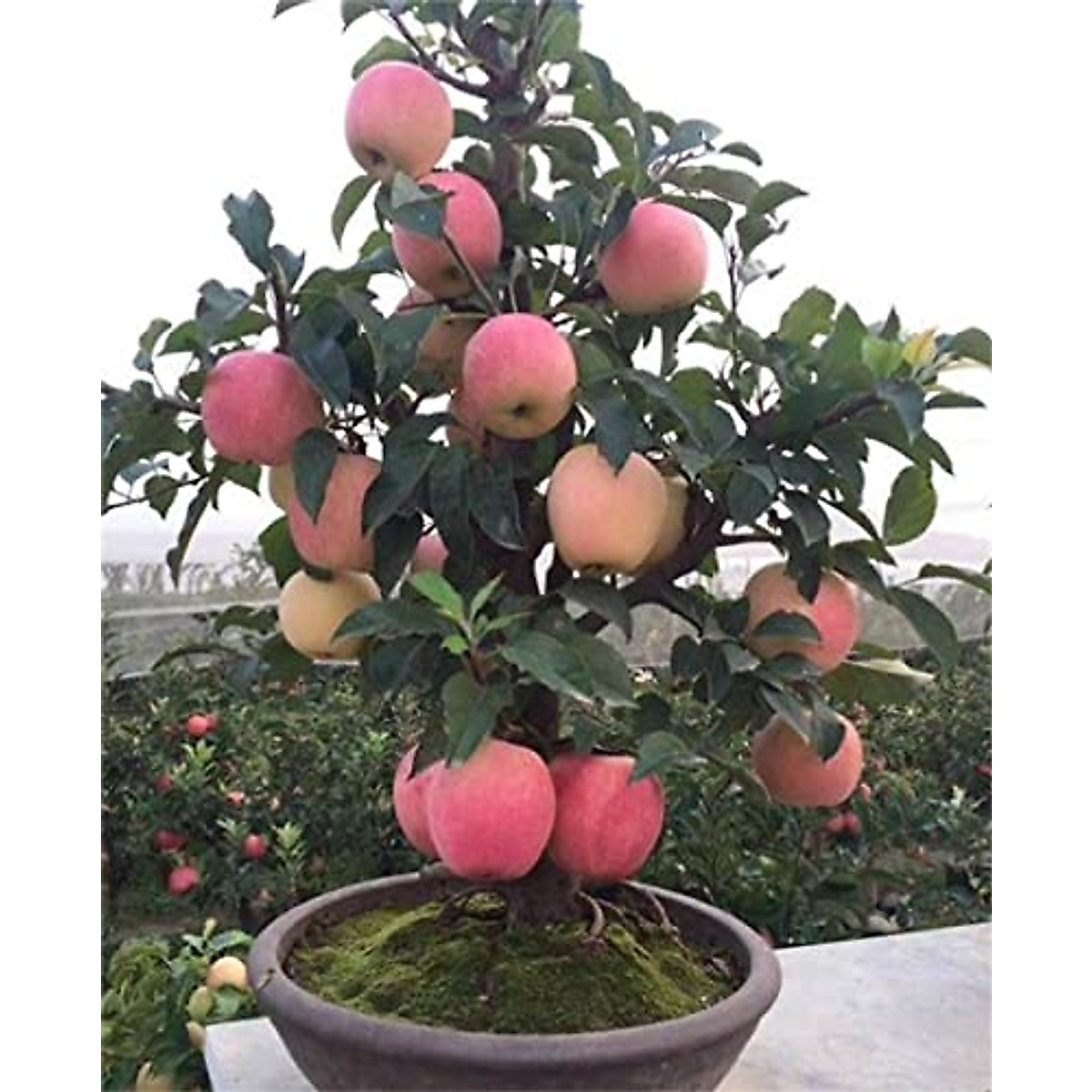 Dwarf Bonsai Apple Tree Seeds 30 Seeds Grow Exotic Indoor Fruit Tree Rare Seeds