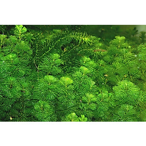 Marcus Fish Tanks - 3X Green Cabomba Caroliniana Live Aquarium Plants for Aquatic Freshwater Fish Tank