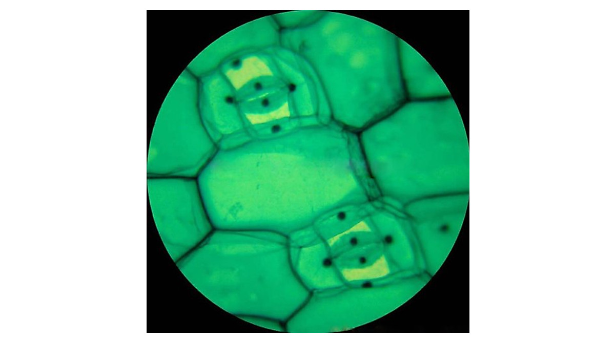 AmScope T490B Trinocular Microscope - 40X-2000X Magnification