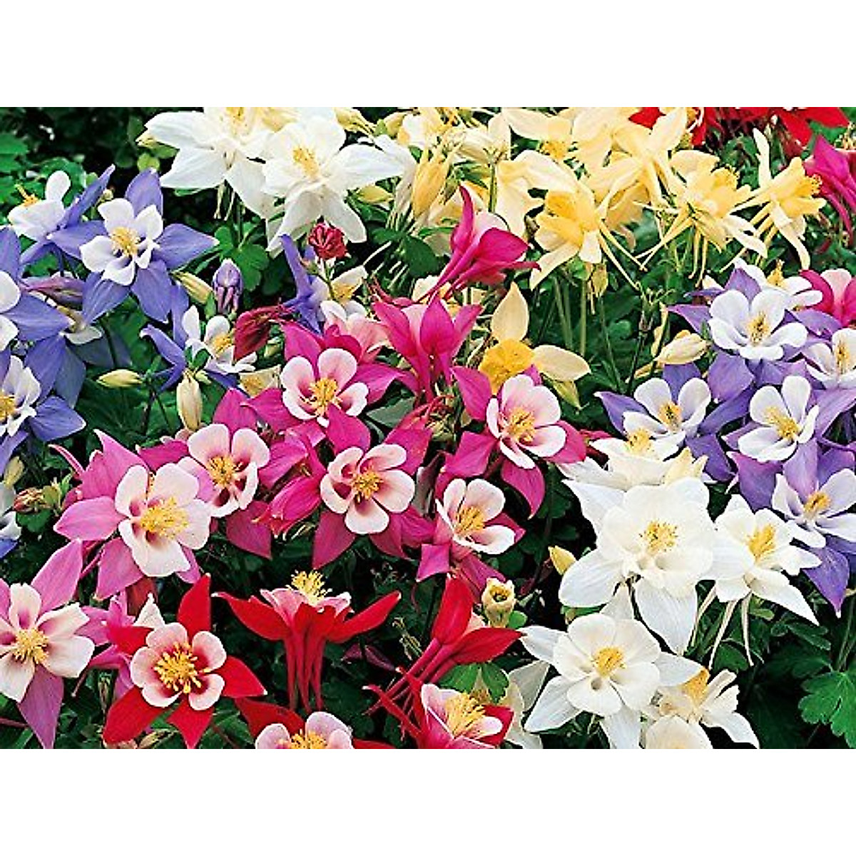 200+ Columbine McKana Giants Flower Seeds, Perennial, Aquilegia caerulea, Colorful, Attracts Bees and Hummingbirds! from USA