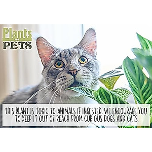 Birkin Philodendron in 6 Inch Pot for Indoor Plants Live Houseplants, Office Plants, Easy Plant Gift, Philodendron Plant Live Plants Indoor Plants Live House Plants Live Plant Decor by Plants for Pets