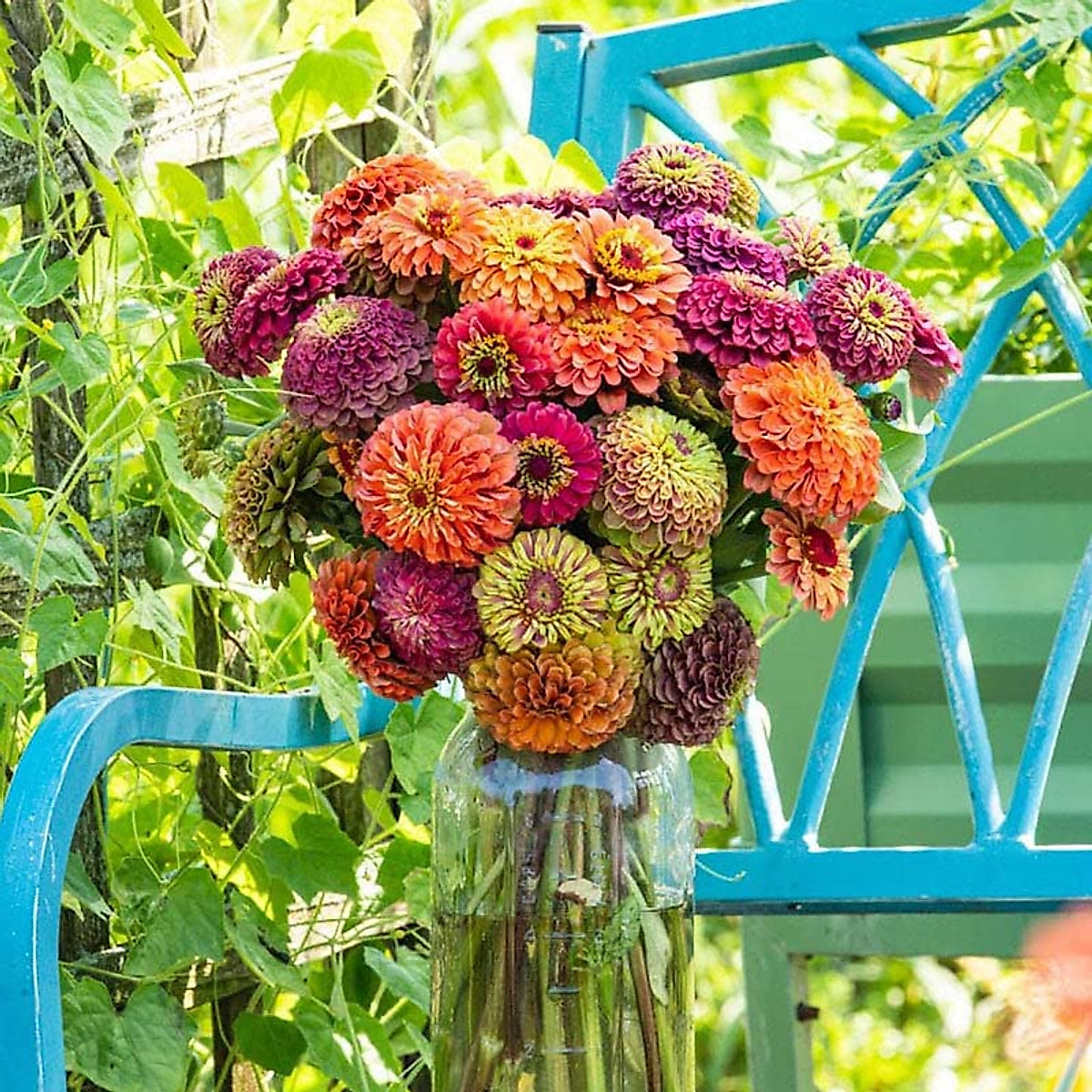Zinnia Seeds - Queen Lime Mix - Packet - Pink/Yellow/Green Flower Seeds, Open Pollinated Seed Attracts Bees, Attracts Butterflies, Attracts Hummingbirds, Attracts Pollinators
