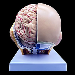 XINDAM Human Head Anatomical Model 4-Part Life-Size Head Brain Cross Section Anatomy for Science Classroom Education Study Teaching Display