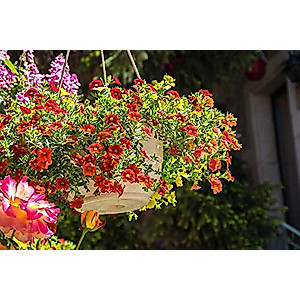 Petunia Seeds80000+Pcs 'Colour-Themed Collection'(Rainbow Colors) Perennial Flower Mix Seeds,Flowers All Summer Long,Hanging Flower Seeds Ideal for Pot