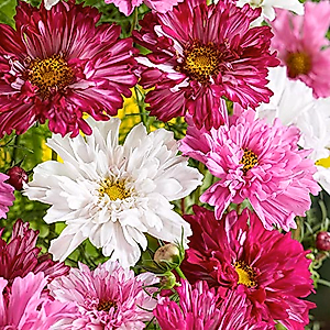 Outsidepride Cosmos Bipannutus Double Click Garden & Cut Flower Seed Mix - 100 Seeds