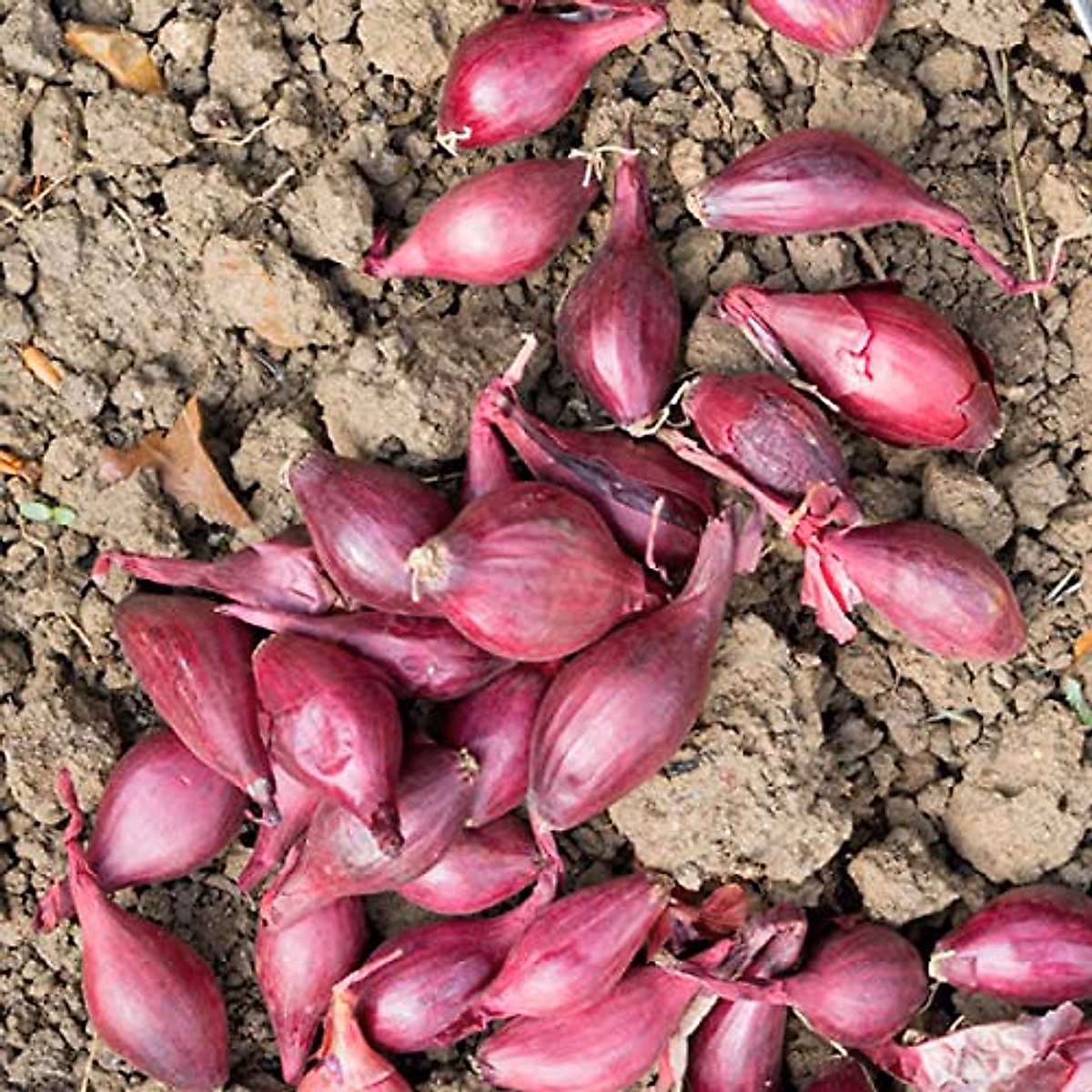 Red Onion Sets (100 Bulbs) Garden Vegetable
