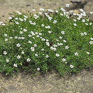 Outsidepride 5000 Seeds Perennial Irish Moss Low Growing, Mat Forming, Ground Cover Seeds for Planting