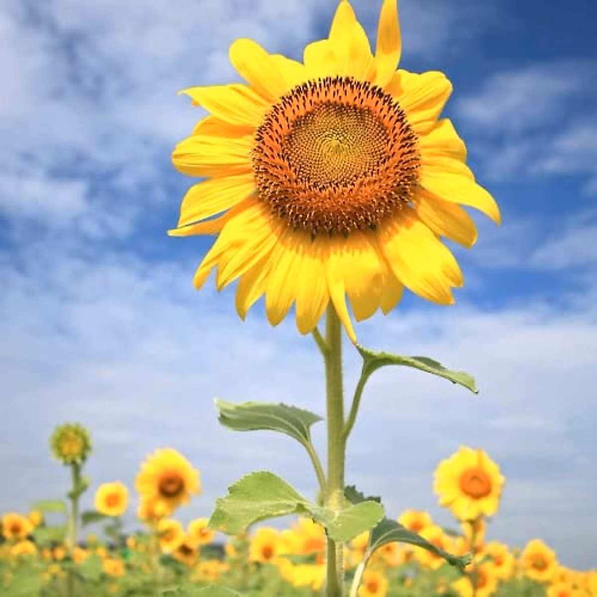 CHUXAY GARDEN Helianthus Annuus Seed,Yellow Giant Sunflower 10 Seeds Huge Sunflower Up to 3m Edible Fruit Ornamental Plants Grow Fast