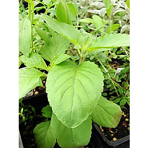 100+ Indian Rama Tulsi Holy Sacred Basil Seeds Green Leaf Heirloom Non-GMO Tulasi Herb Grows Big Fragrant Grown in USA