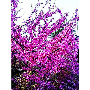 Eastern Redbud Tree Sakura Bonsai American Redbud Cercis Canadensis 15 Seeds Garden Seeds for Planting