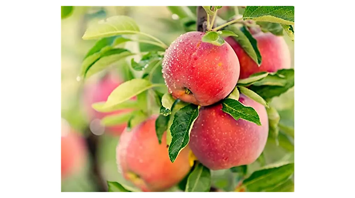 30+ Seeds Red Delicious Apple Seed Fruit Plant Garden Outdoor Rare ...
