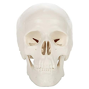 Axis Scientific Miniature Human Skull Model, 3.5" Tall 3-Part Anatomical Mini Human Skull Model with Removable Skull Cap and Moving Jaw, Realistic Skull Anatomy Model, Includes Detailed Product Manual