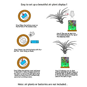 Tillandsiart 3Pack Air Plant Holders (3Pcs Air Plant Containers W/LED Lights) A decorative accessory for setting up air plant display for house decor.
