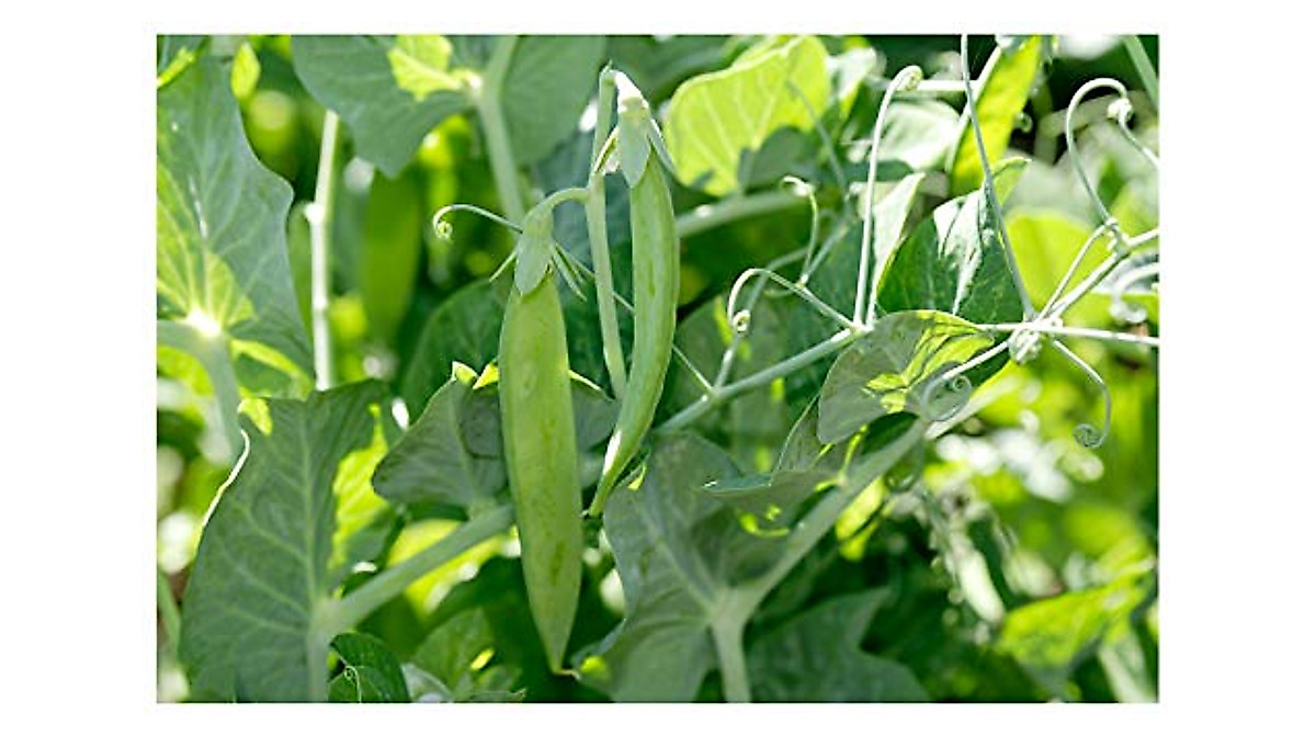 Little Marvel Sweet Dwarf Bush Peas - Easy & Delicious