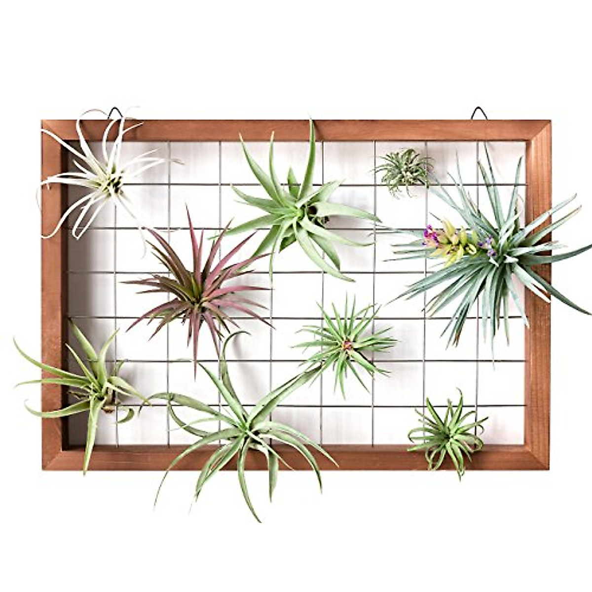 Mkono Air Plant Frame Hanging Airplant Holder Tillandsia Display Hanger Wooden Shelf Wall Decor for House Plants, Succulent, Christma Gifts for Plant Lovers, 16" (Plant Not Included)