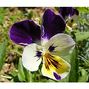 500 Viola Flower Seeds Johnny Jump UP Helen Mount Tricolor Flower