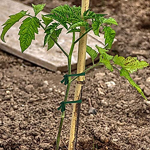 BBTO 30 Meter/ 98 Feet Green Garden Twine Garden Plant Tie Tree Tie Stretchy Plant Support Tie for Garden Office and Home Cable Organizing, Craft Supplies(1 Roll)