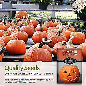 Survival Garden Seeds - Jack-O-Lantern Pumpkin Seed for Planting - 3 Packs with Instructions to Plant and Grow Orange Carving Pumpkins in Your Home Vegetable Garden - Non-GMO Heirloom Variety