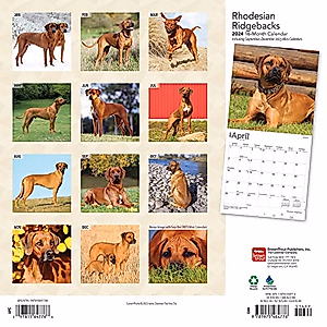 Rhodesian Ridgebacks | 2024 12 x 24 Inch Monthly Square Wall Calendar | BrownTrout | Animals Dog Breeds