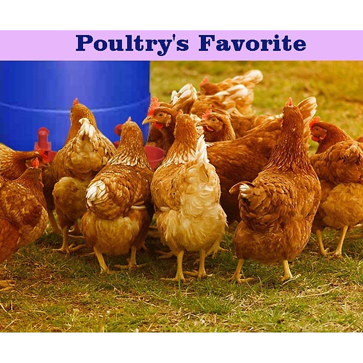 12 PCS Chicken Waterer,Chicken Water Cups,Chicken Feeder, No Waste Automatic Chicken Waterer, Keep It Clean Poultry Watering Cups,Free from Pollution Chicken Water Cup