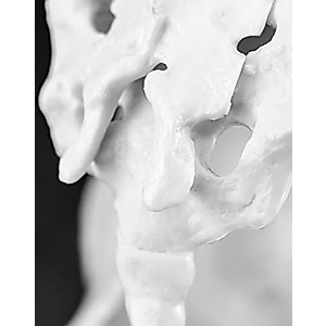 QWORK Life Size Female Hip Bone Pelvic Model, Female Pelvis Model, Including Two Hip Bones, Sacrum and 4/5 Lumbar Spine, Pelvic Skeleton Anatomical Model, for Science Studying