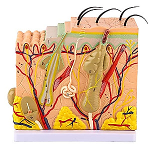 50X Three Dimensional Human Skin Magnified Model an Y Biology Teaching Aid La Supplies 22X20X13 Skin an Y Models Child Friendly Skin Layers Model Ozgkee