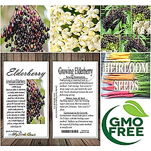 Big Pack - (1,000) American Elderberry Seeds - Sambucus Canadensis - Non-GMO Seeds by MySeeds.Co (Big Pack - Elderberry)
