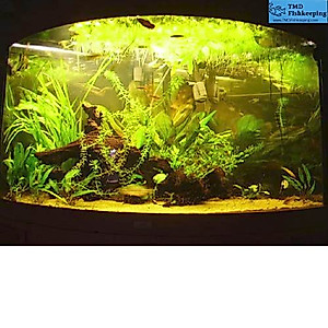 50 Water Spangles (Salvinia Minima) Live Floating Plants for Aquarium or Pond by TMDFishKeeping