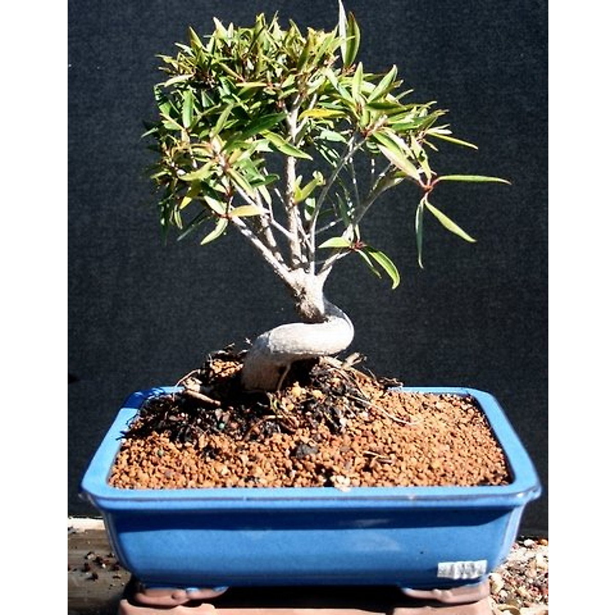Indoor Ficus Neriofolia Curved Trunk Bonsai Tree by Sheryls Shop