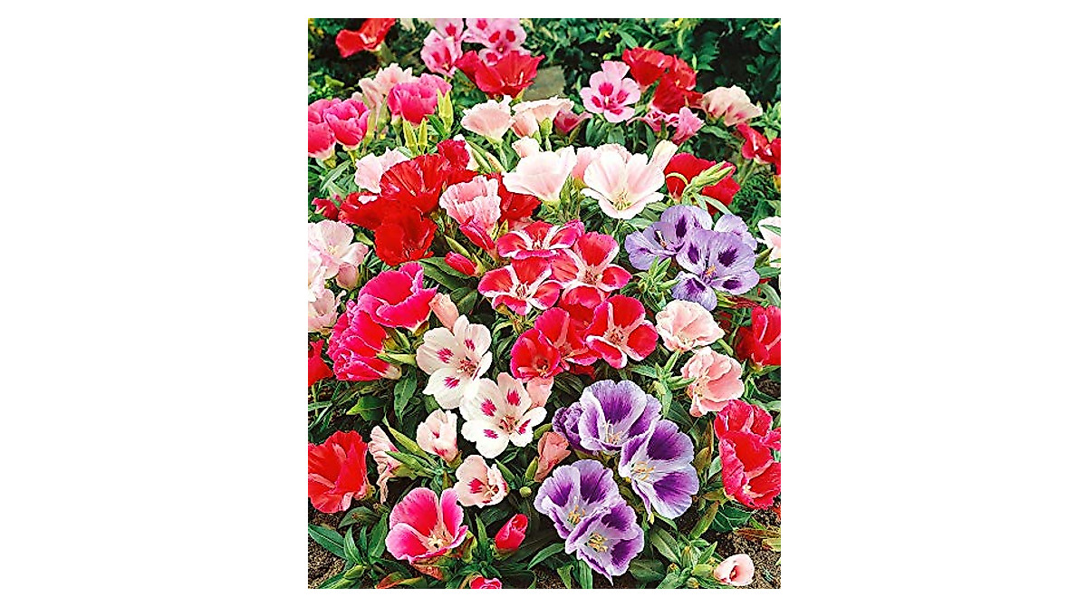 Seeds Satin Flower (Godetia) Mix Large Flower Indoor Garden Beautiful ...