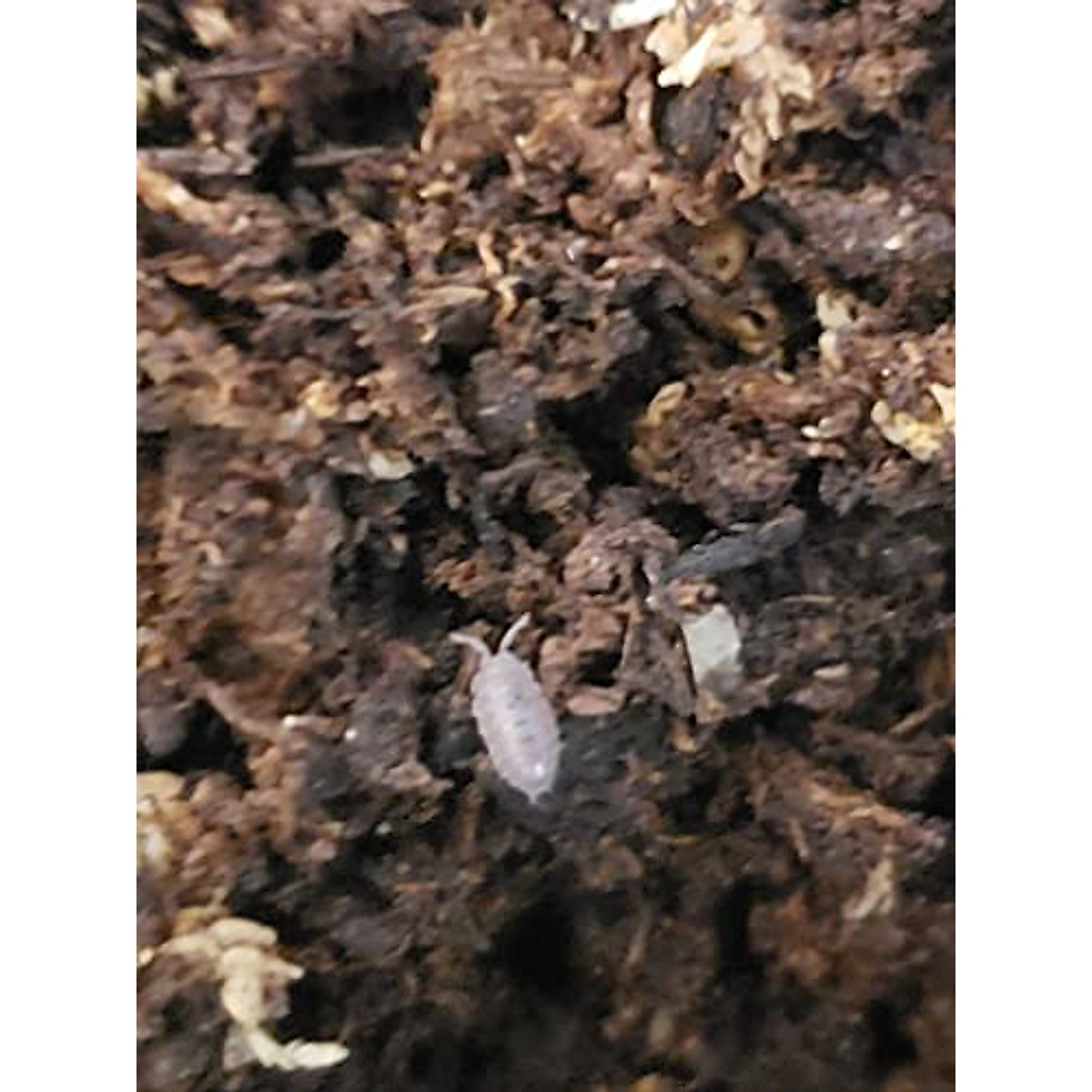 Bugs and More Store 20 Dwarf Purple Isopods - Clean Up Crew