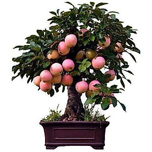 Dwarf Bonsai Apple Tree Seeds - 50 Seeds - Grow Exotic Indoor Fruit Bonsai