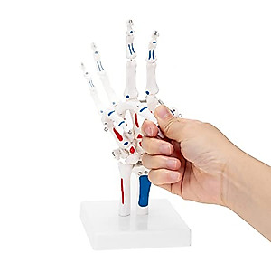 Winyousk Human Hand Model with Articulated Joints for Natural Movement, Show Muscle Start and End Points，Hand Skeleton Model Showing Ulna and Radius