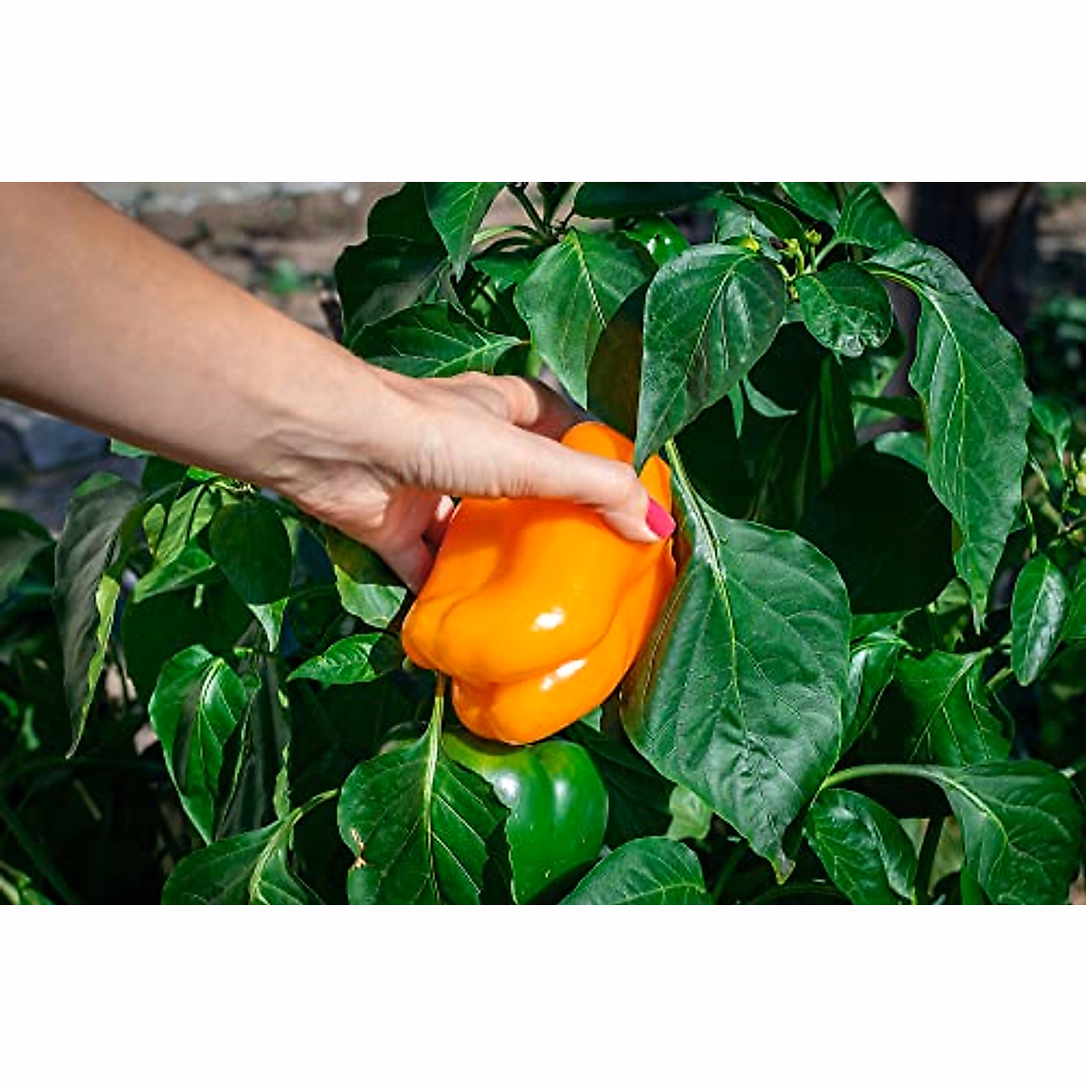 Rainbow Blend Sweet Bell Pepper Seeds, 50+ Heirloom Seeds Per Packet, (Isla's Garden Seeds), Non GMO Seeds