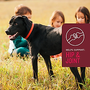 VetIQ 5-in-One Supplement for Dogs, Supports Hip & Joint, Urinary Tract, Immune System, Skin Health and Heart Health, Soft Chews, Made in The USA, 60 Count (Packaging May Vary)