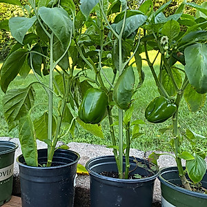 39 Inch Twig Plant Support Stakes,Tree Branch Support Stake,Trellis Stakes for Indoor Outdoor Potted Plants(4pcs)